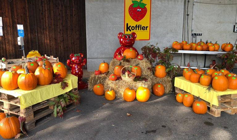 Kürbis-Direktverkauf in Durmersheim | Koffler Erdbeeren