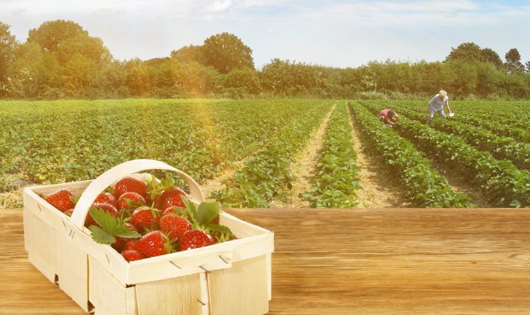 Erdbeerfelder sind ab sofort für Selbstpflücker geöffnet! | Koffler ...